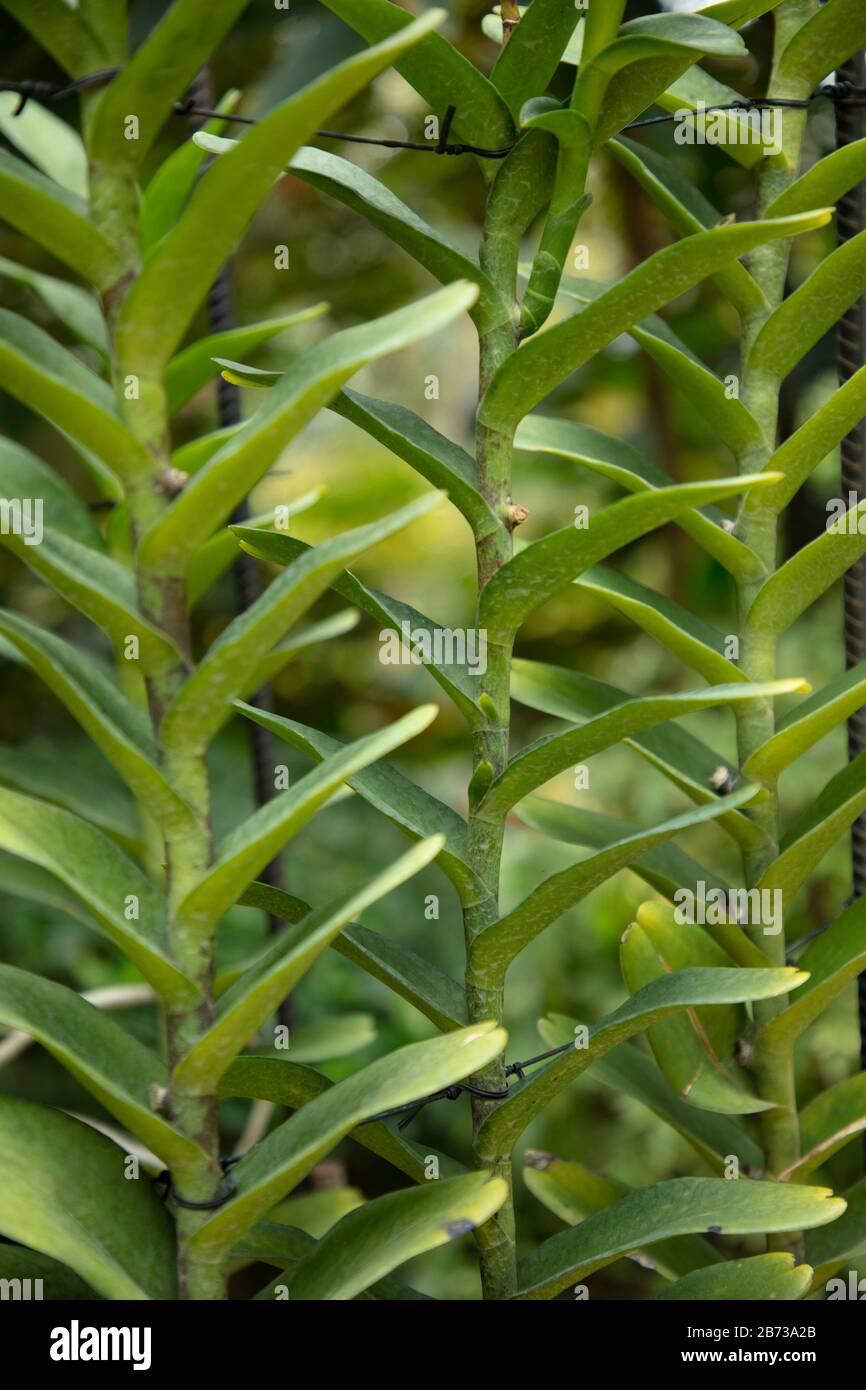 Structure of orchid leaves seen in the National Orchid Garden of the ...