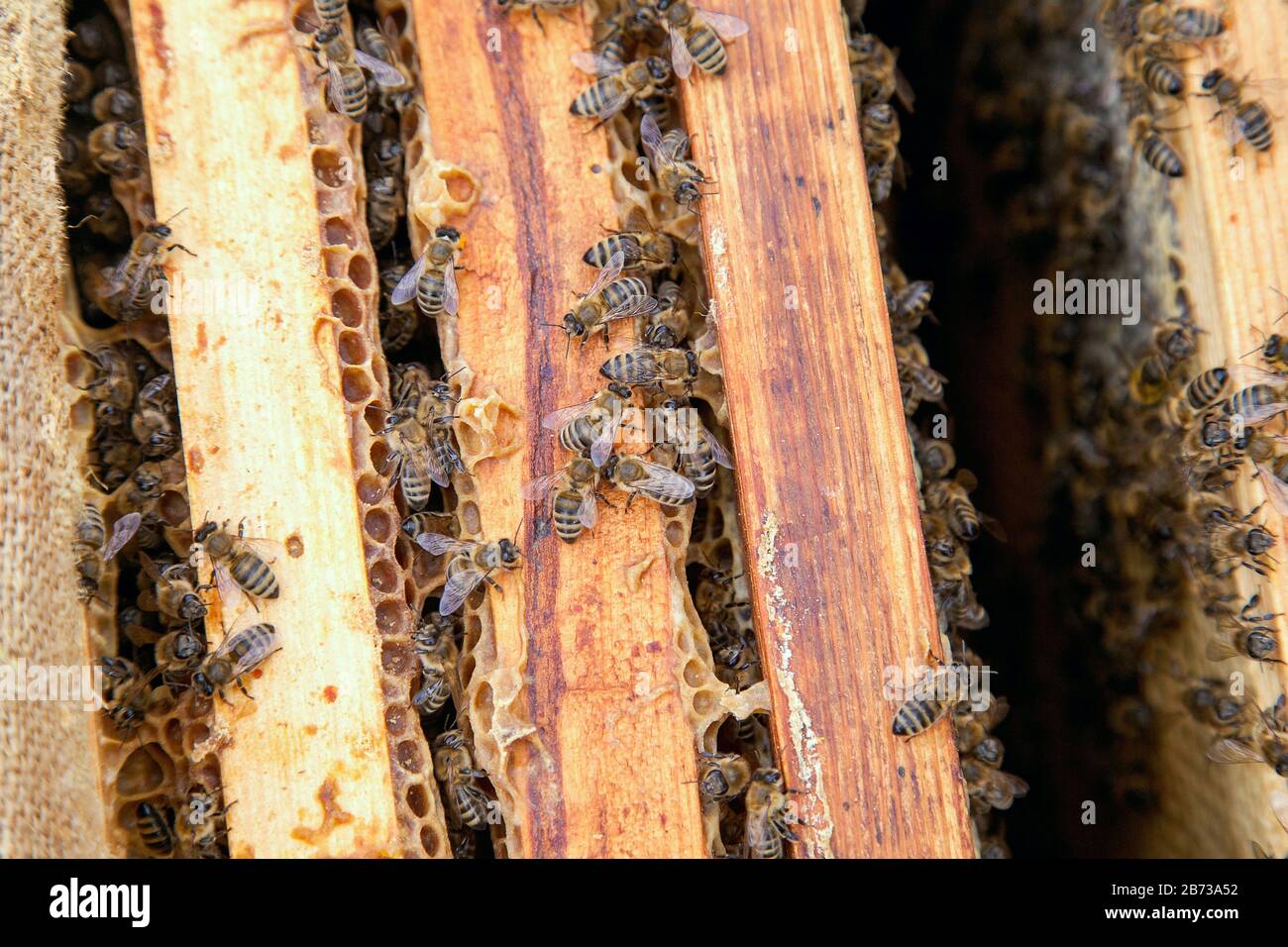 Close up view of the opened beehive body showing the frames populated ...