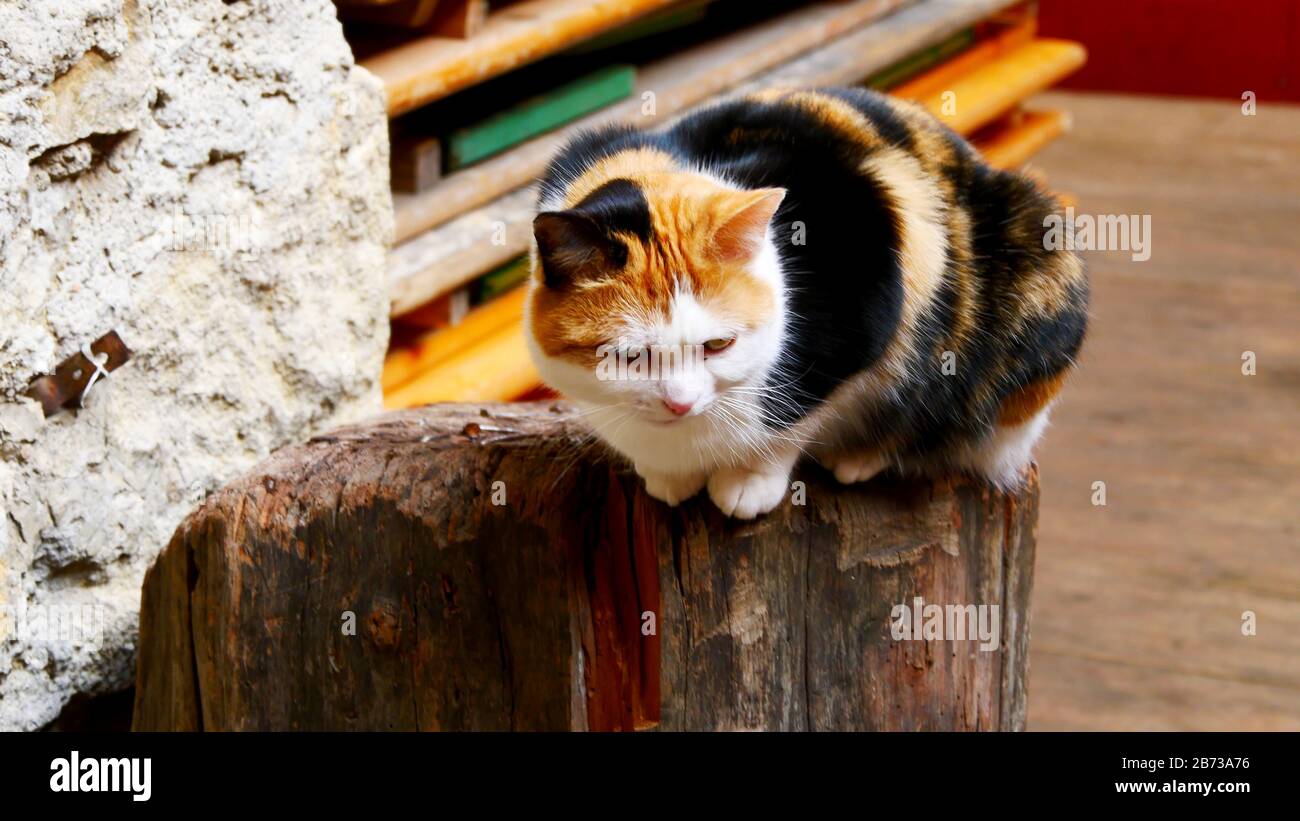 Cat is watching something interesting Stock Photo - Alamy