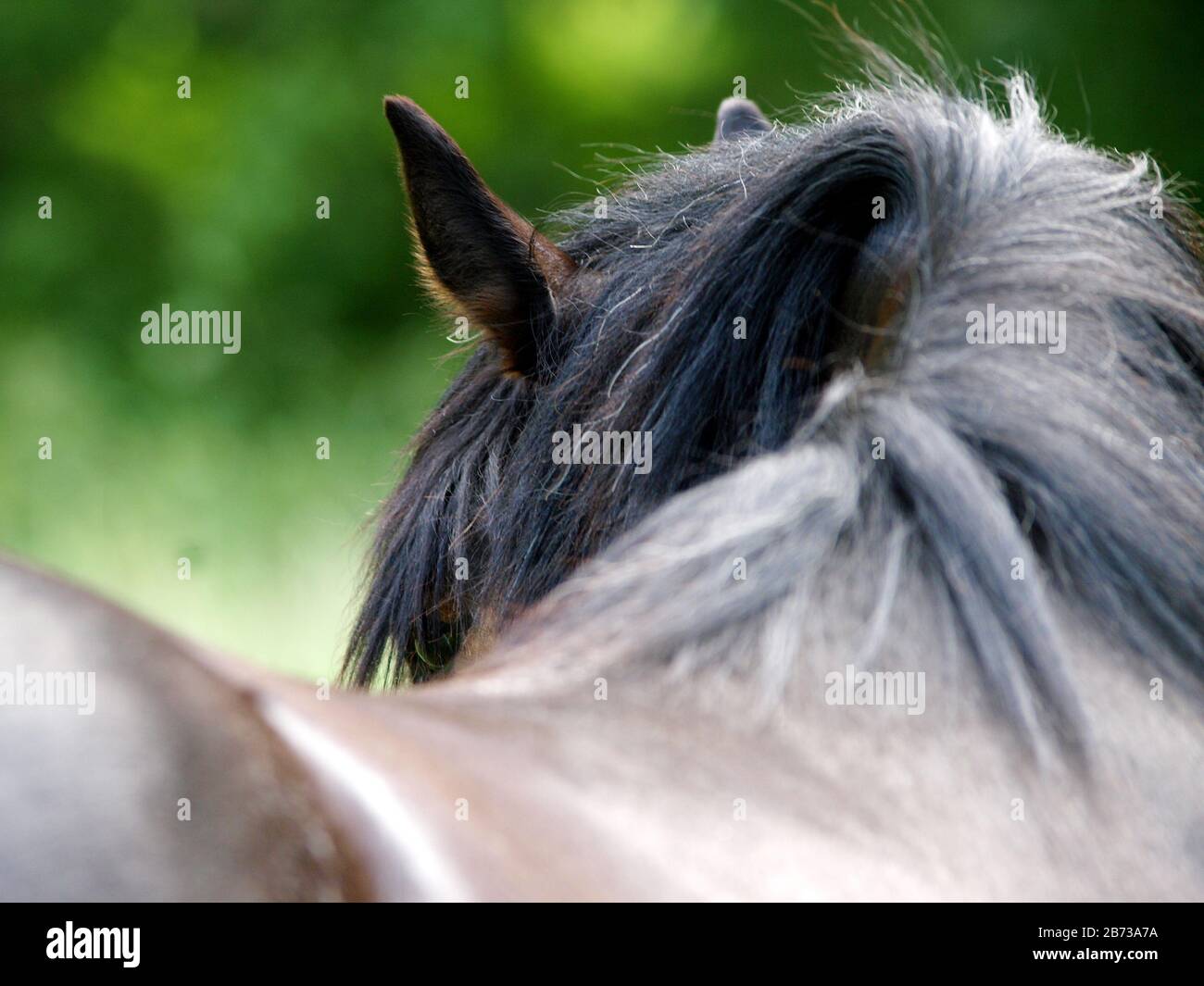An abstract shot of a horse taken from the back showing the curve of ...