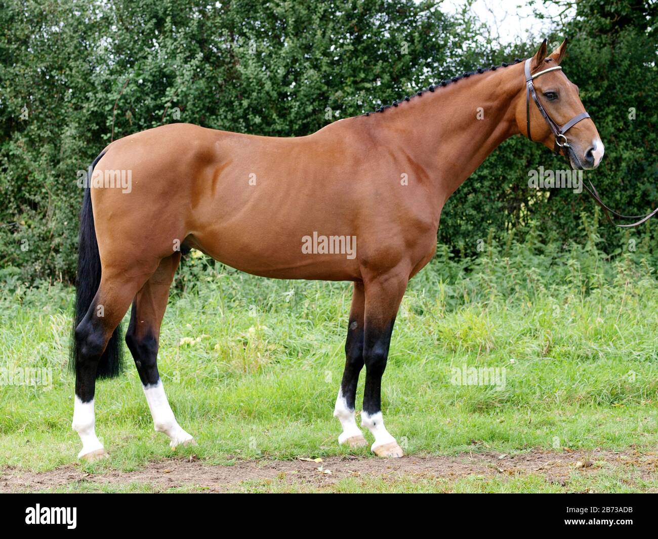 A stunning bay stallion in a snaffle bridle stands up for the camera ...