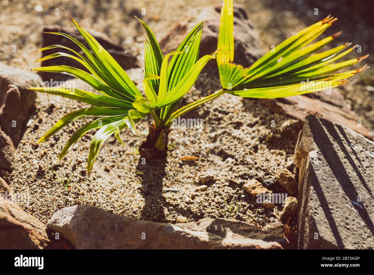 Palm tree leaves shining under hi-res stock photography and images - Alamy