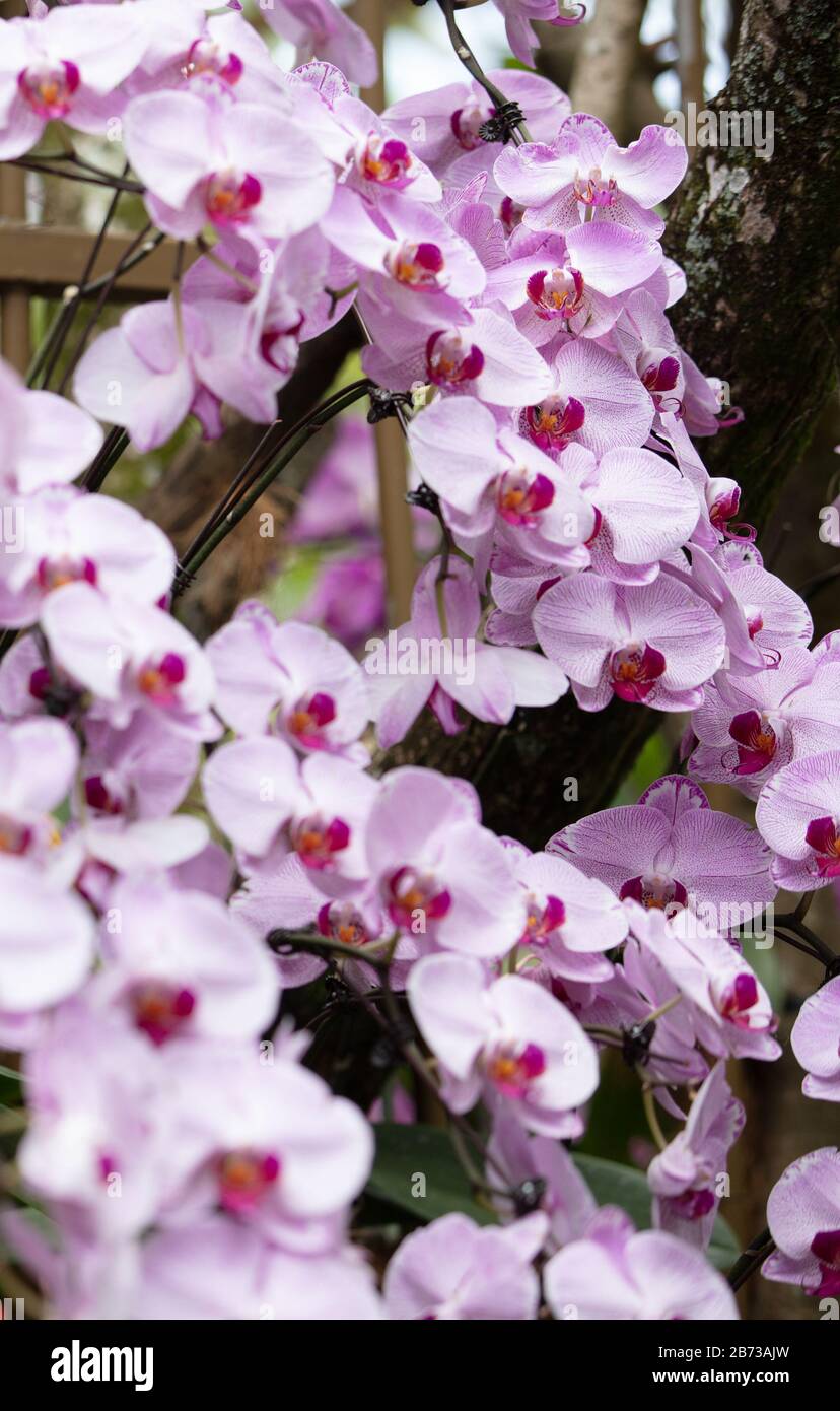 Pink orchid seen in the National Orchid Garden of the Singapore ...