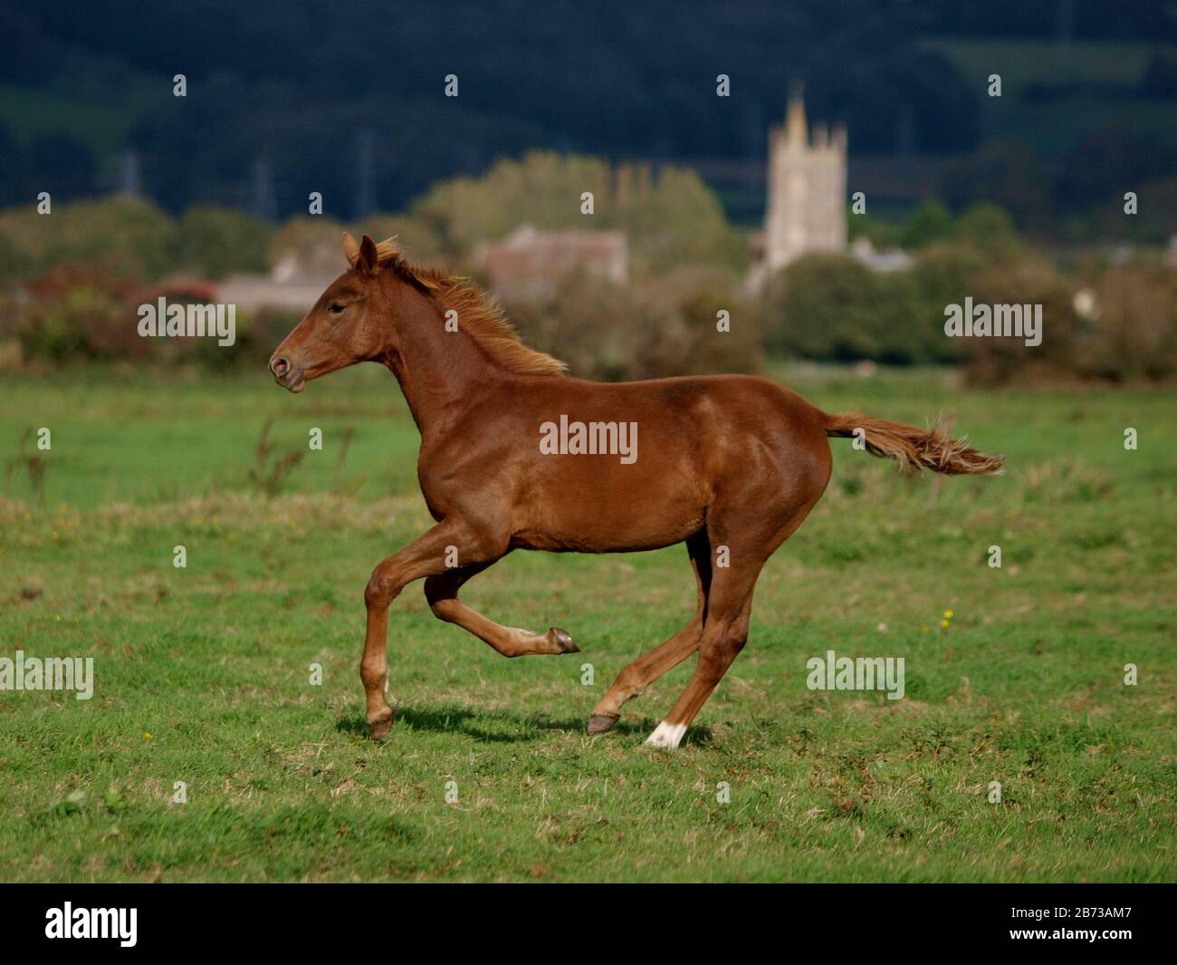 A pretty young foal gallops through a paddock in the sunshine Stock ...