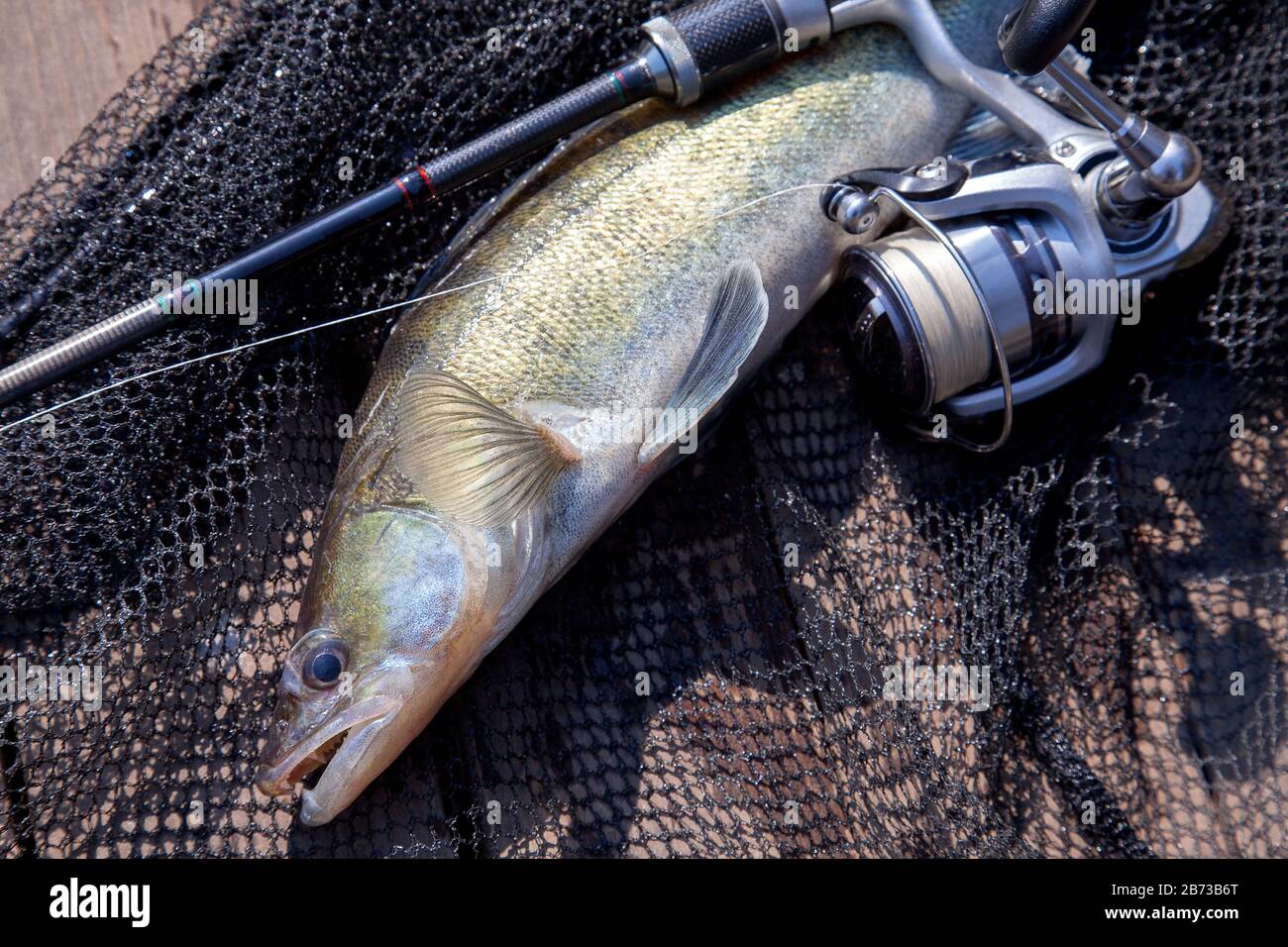 Freshwater zander fish know as sander lucioperca just taken from the ...