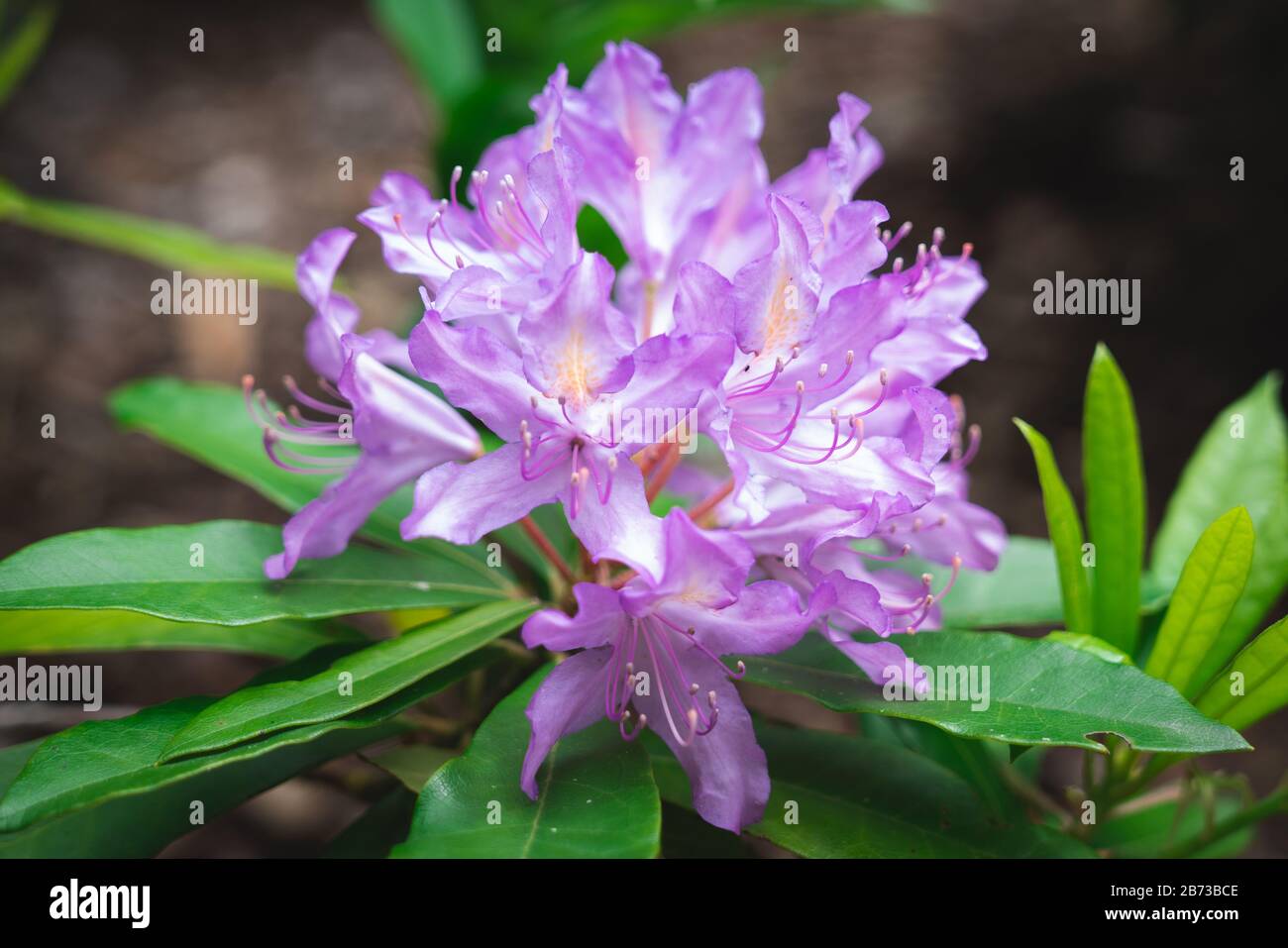 Violet Purple flowers: Common Rhododendron or Pontic Rhododendron ...