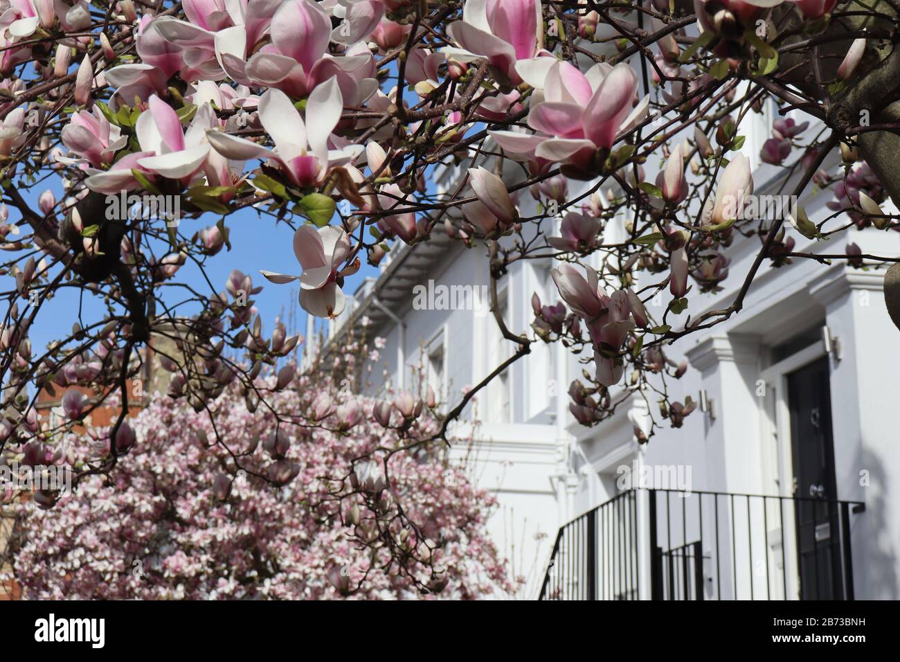 Magnolia trees and Kensington houses Stock Photo - Alamy