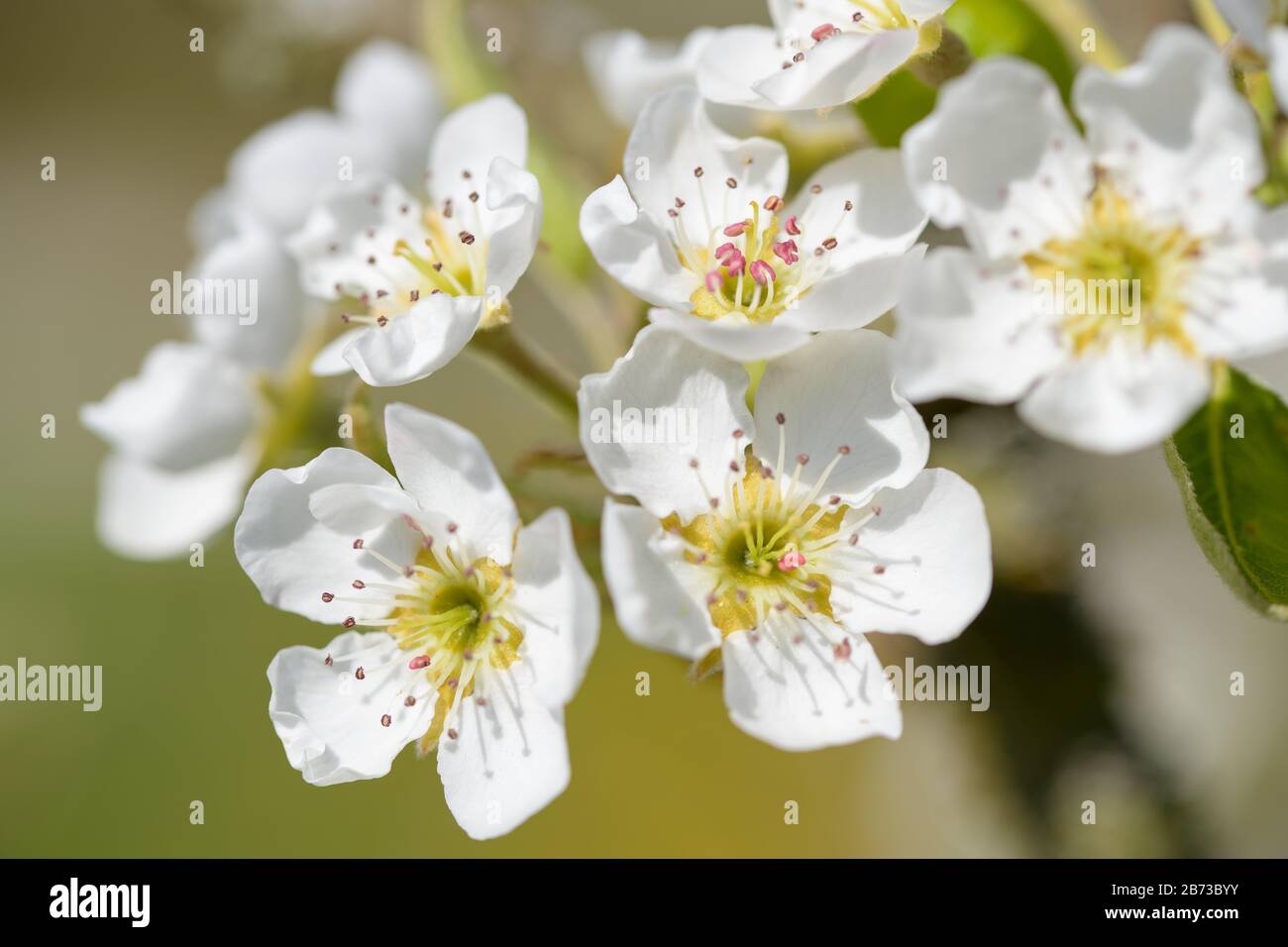 Family tree plantation hi-res stock photography and images - Alamy