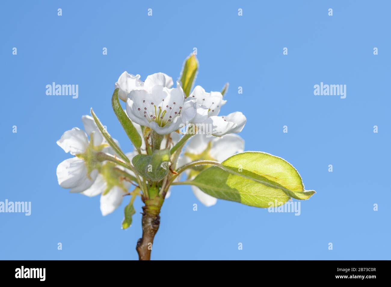 The cultivated pear - Pyrus communis, is a plant that belongs to the ...