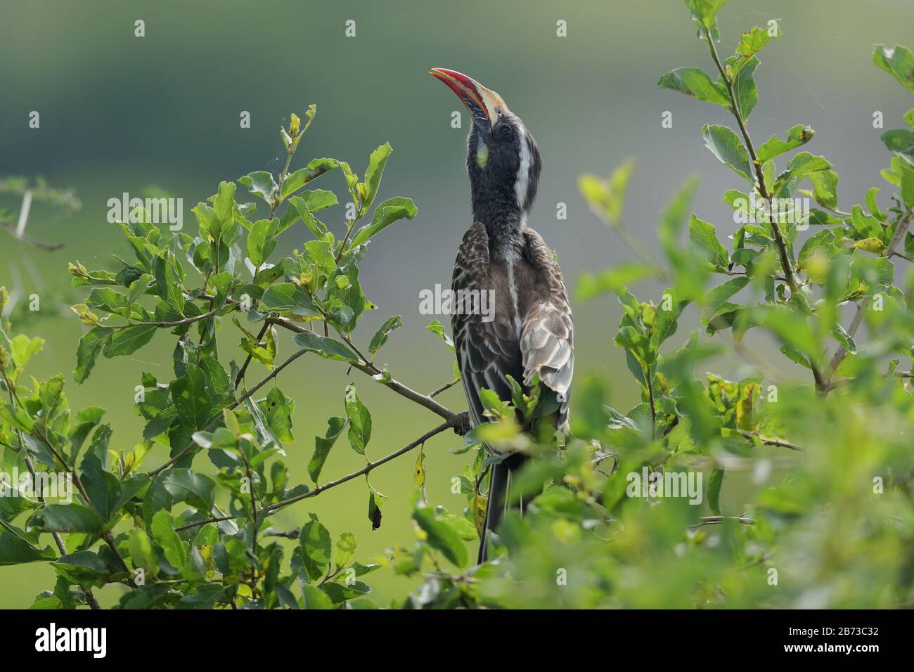 African near passerine birds hi-res stock photography and images - Alamy