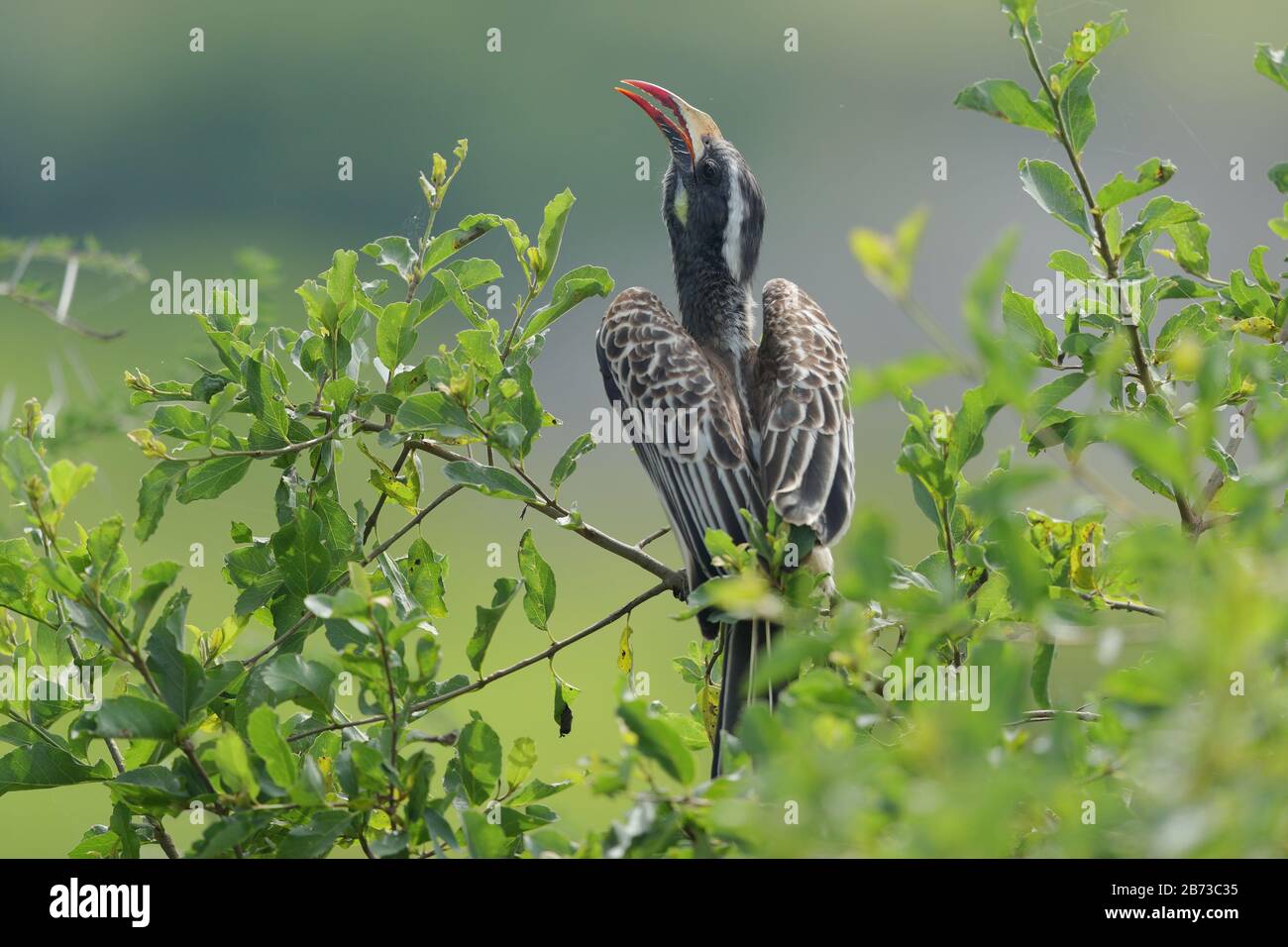 African near passerine birds hi-res stock photography and images - Alamy