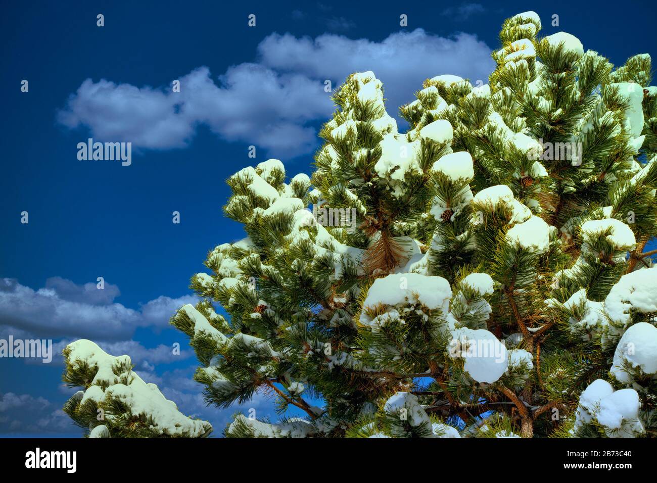 Evergreens and snow hi-res stock photography and images - Alamy