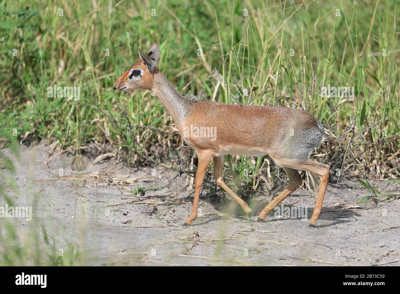 Kirk's dik-dik is a small antelope native to Eastern Africa and one of ...