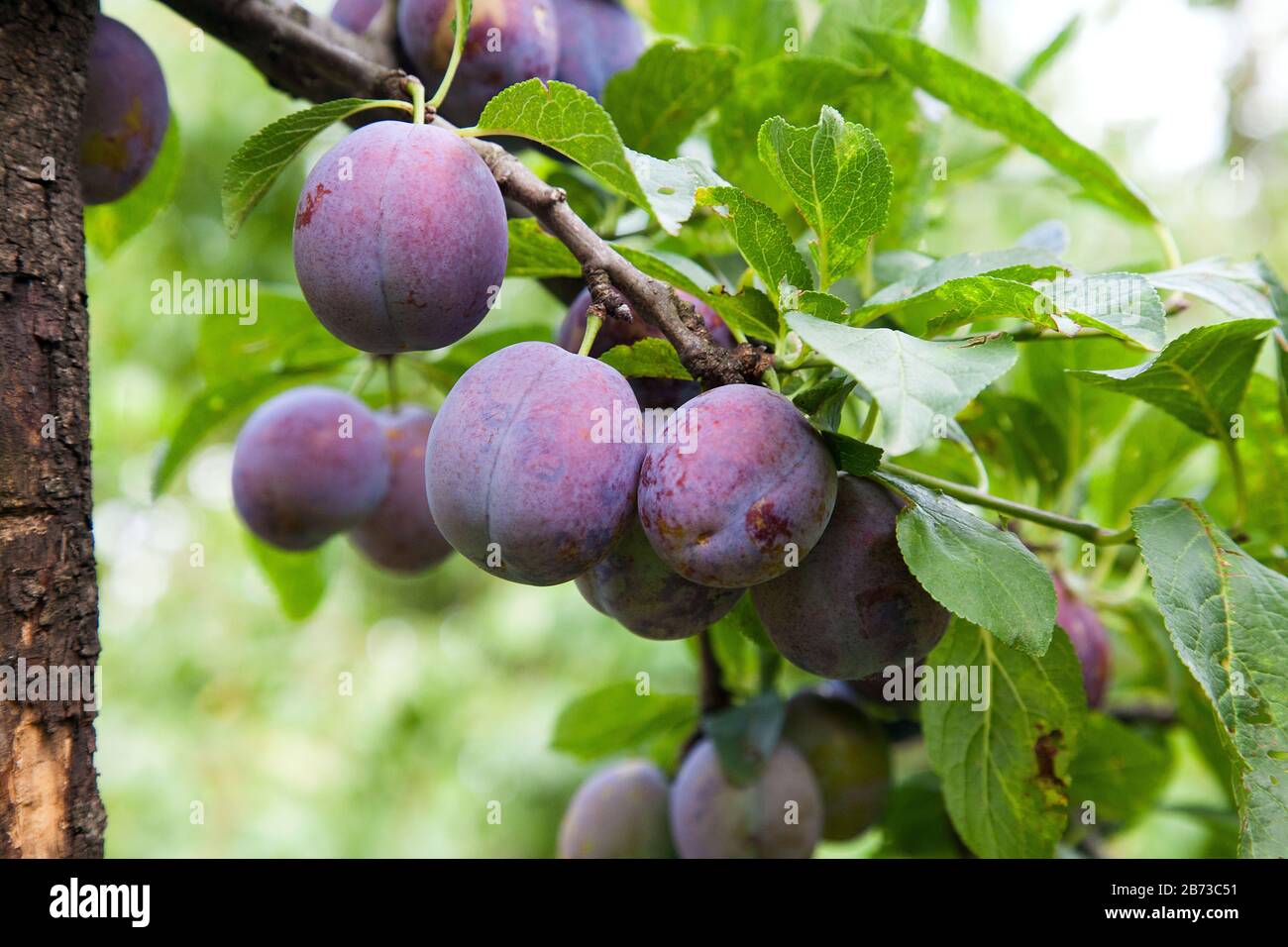 Ripe plums hanging from a tree branch ready to be harvested. Ripe plums ...
