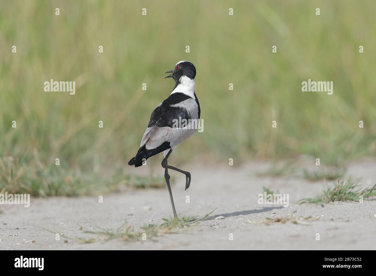 The blacksmith lapwing or blacksmith plover occurs commonly from Kenya ...