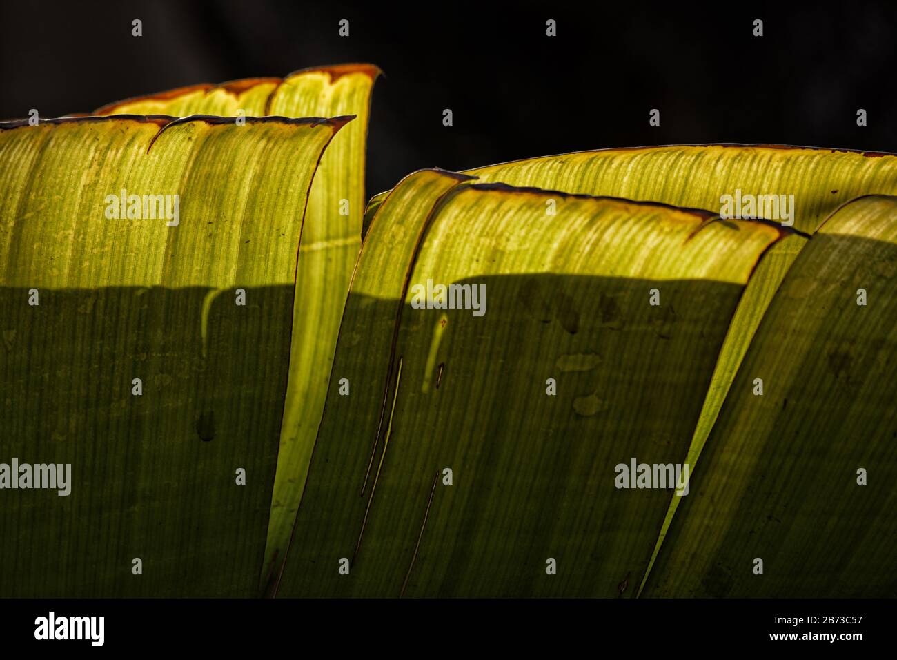 Transparency contrast hi-res stock photography and images - Alamy