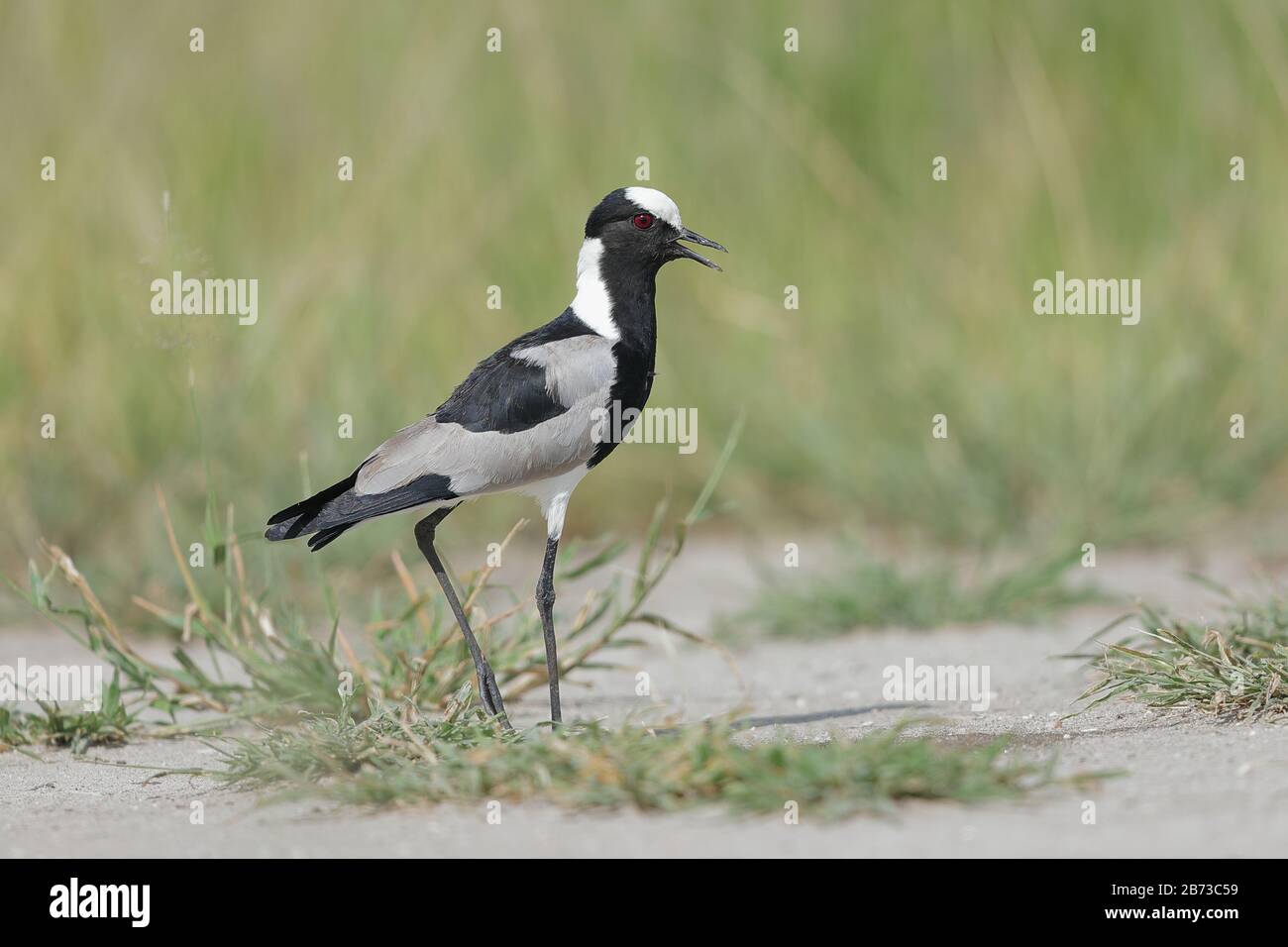 The blacksmith lapwing or blacksmith plover occurs commonly from Kenya ...