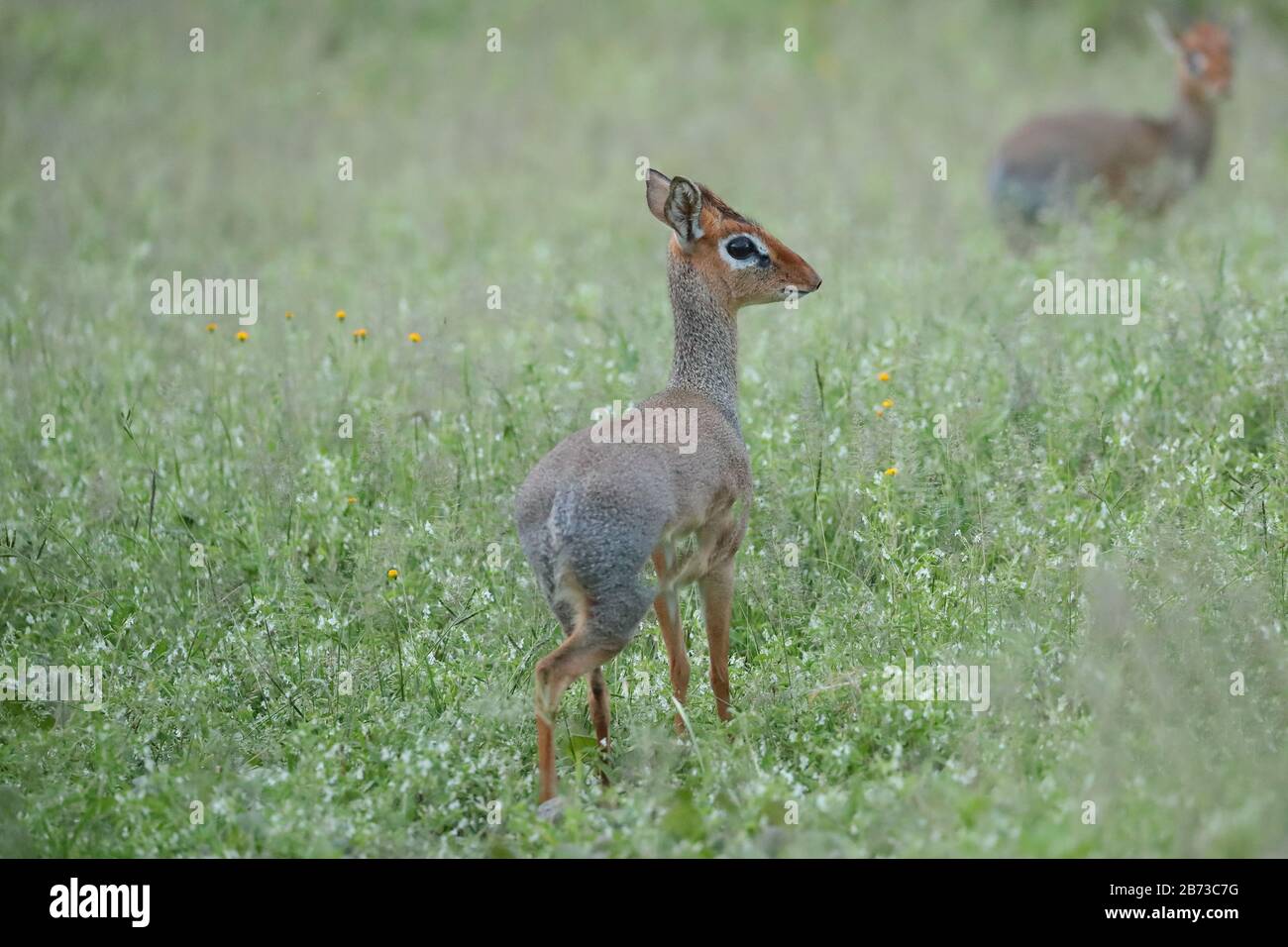 Kirk's dik-dik is a small antelope native to Eastern Africa and one of ...