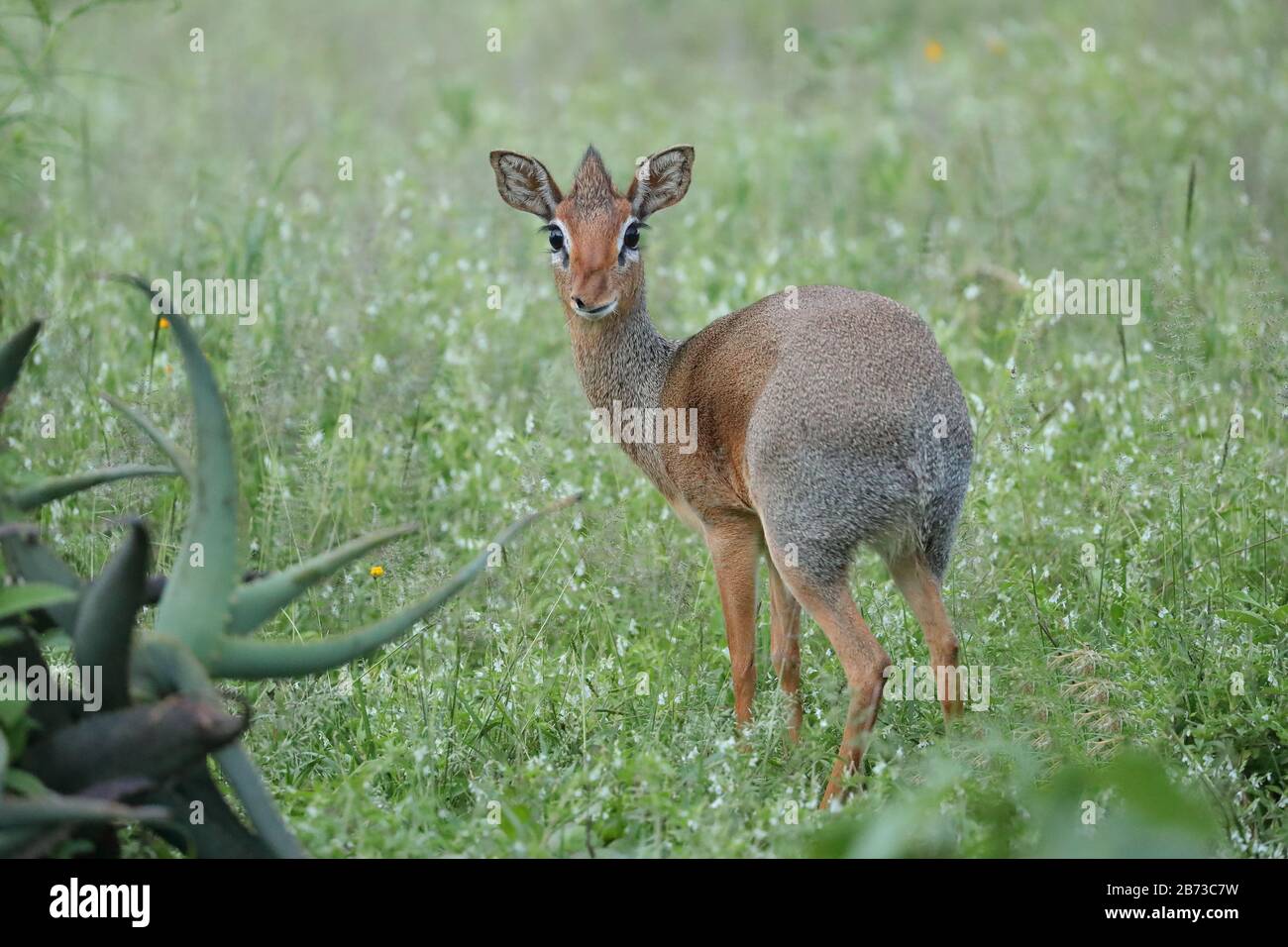 Kirk's dik-dik is a small antelope native to Eastern Africa and one of ...