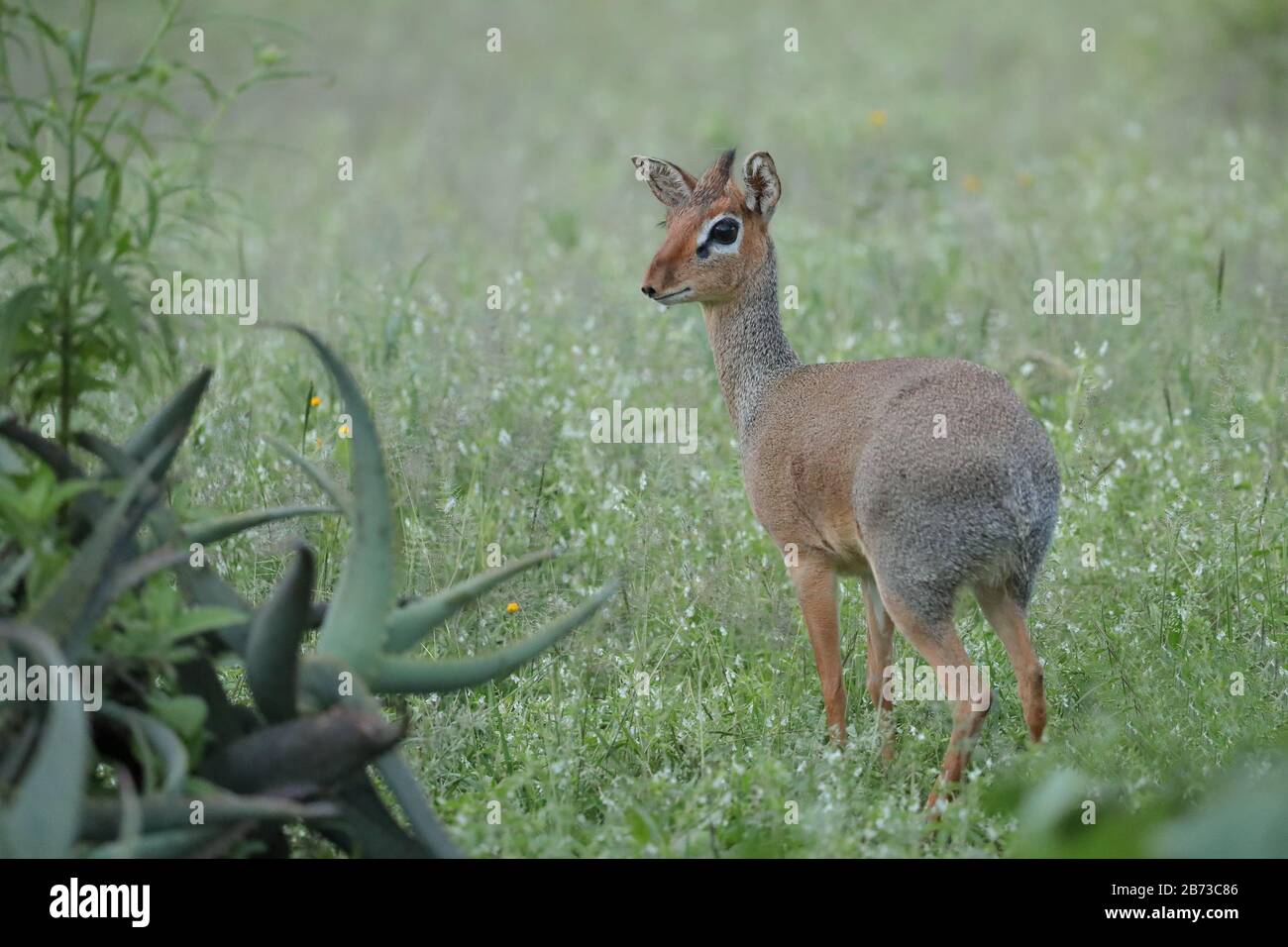 Kirk's dik-dik is a small antelope native to Eastern Africa and one of ...