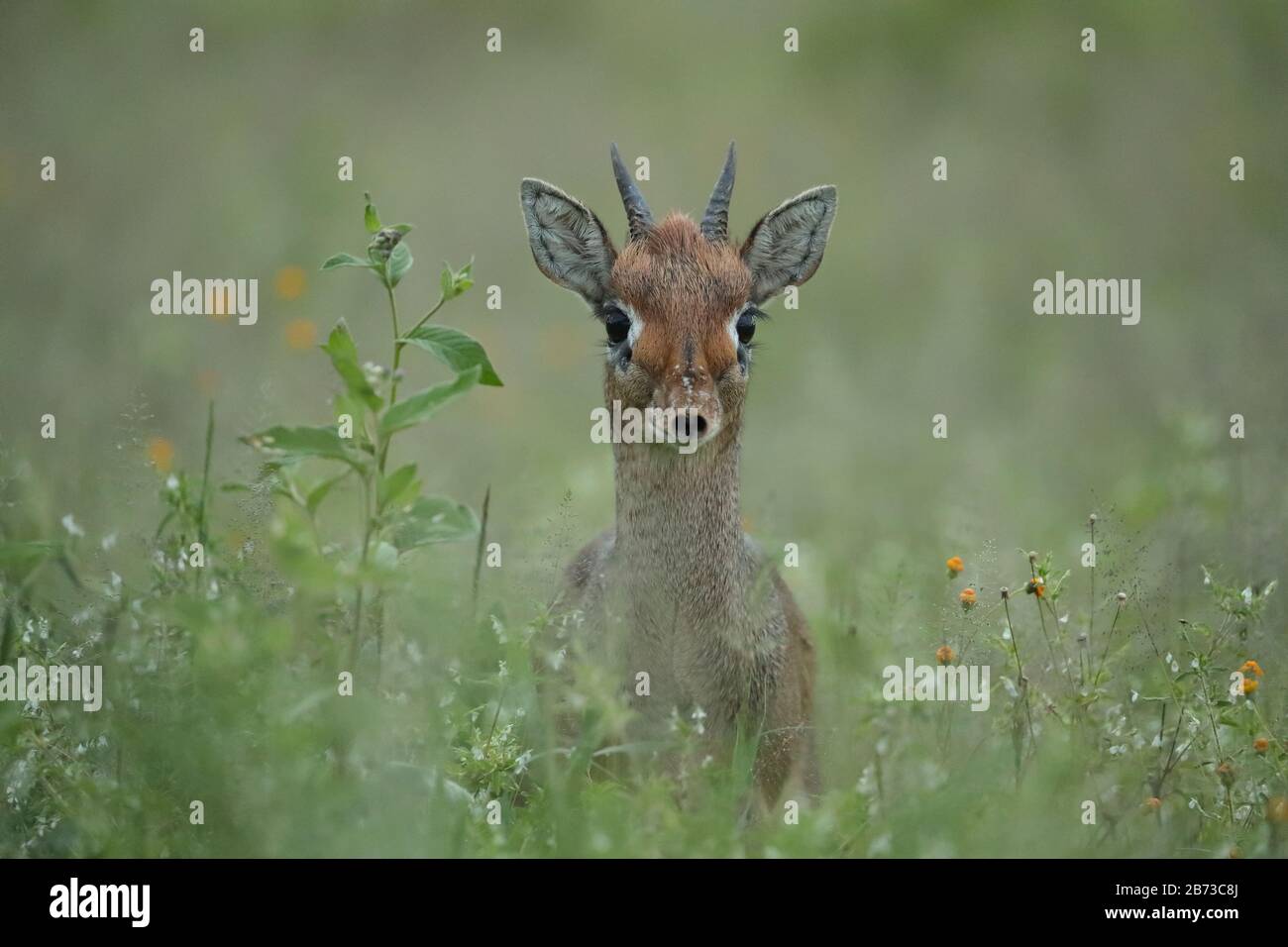 Kirk's dik-dik is a small antelope native to Eastern Africa and one of ...