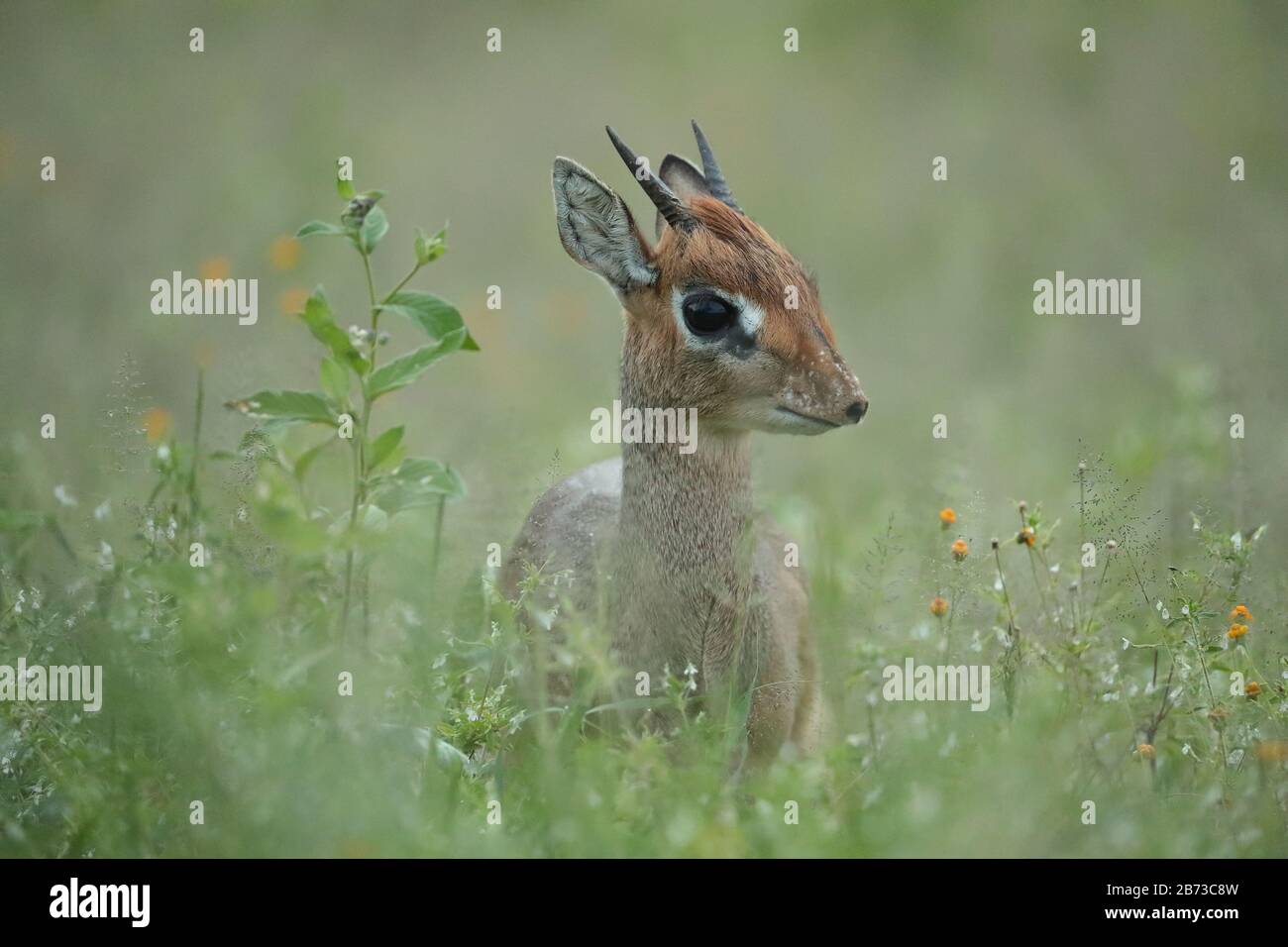 Kirk's dik-dik is a small antelope native to Eastern Africa and one of ...