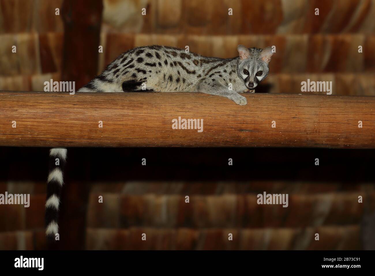 The common genet is a small viverrid indigenous to Africa that was ...