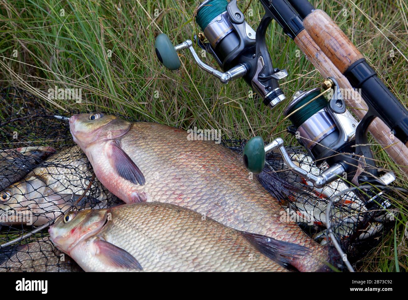 Good catch. Close up view of just taken from the water freshwater ...
