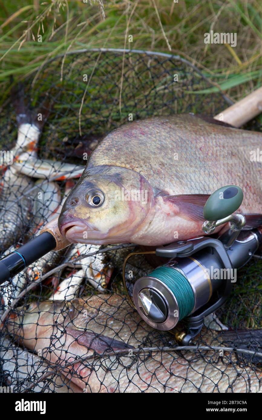Good catch. Close up view of just taken from the water big freshwater ...