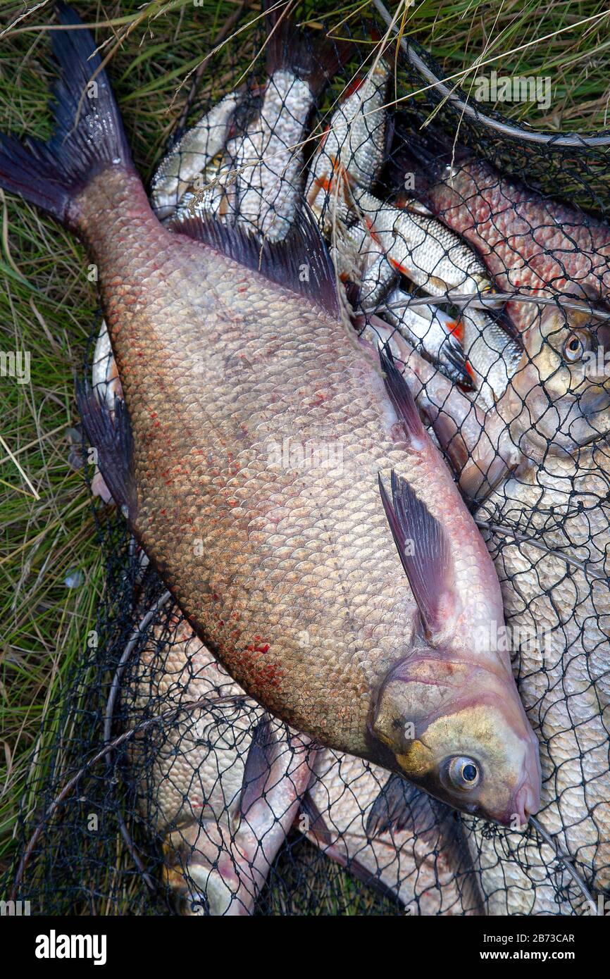 Good catch. Close up view of just taken from the water big freshwater ...
