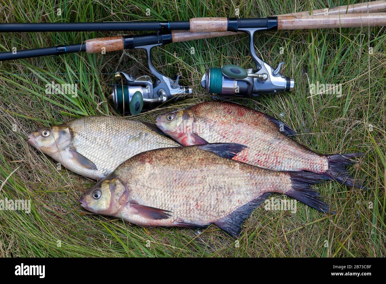 Good catch. Close up view of just taken from the water big freshwater ...