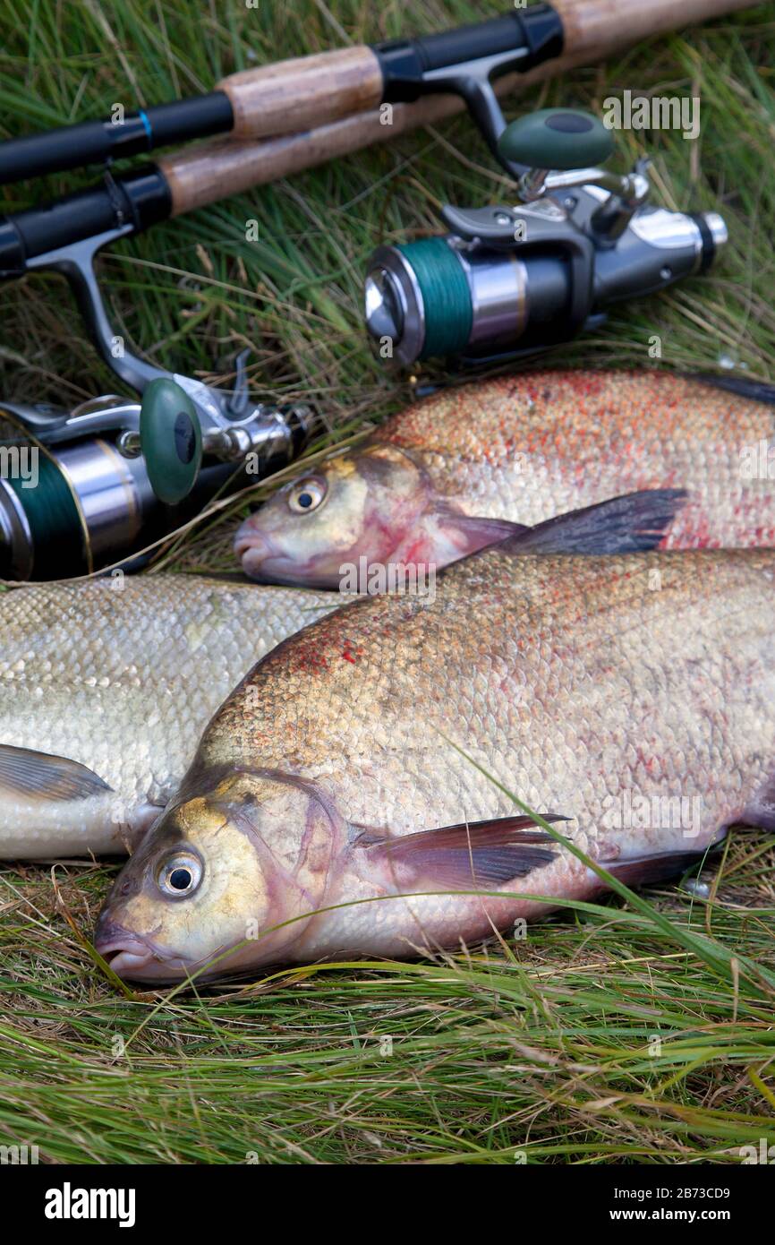 Good catch. Close up view of just taken from the water big freshwater ...