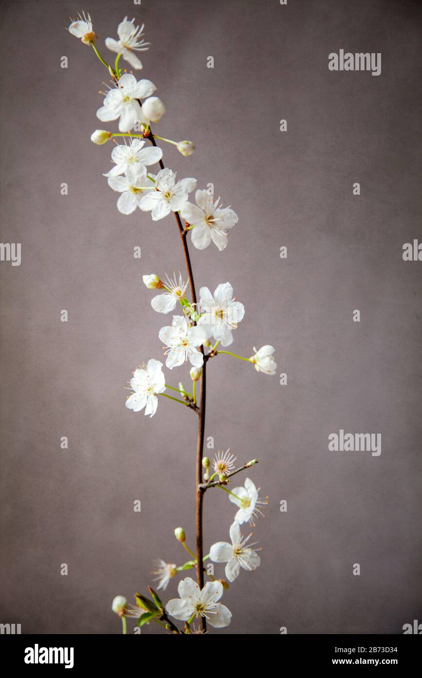 Stem buds flowers hi-res stock photography and images - Alamy