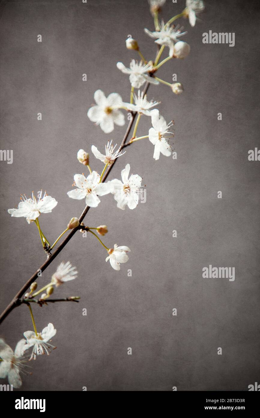 Floral stem hi-res stock photography and images - Alamy