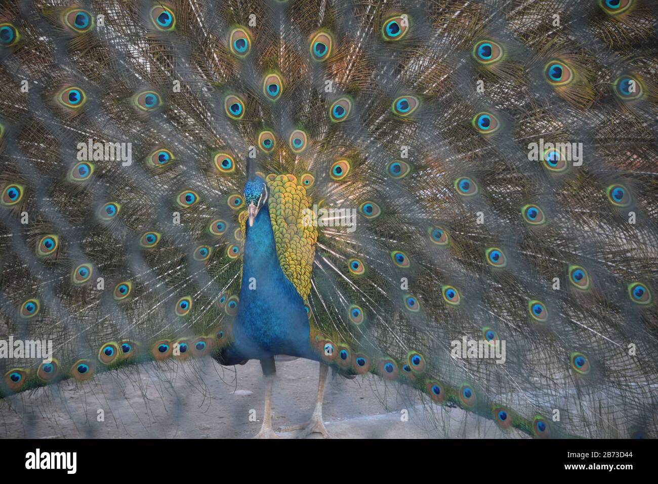 Peacock feather dance hi-res stock photography and images - Alamy