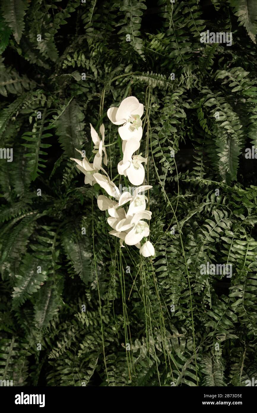 Orchid fern hi-res stock photography and images - Alamy