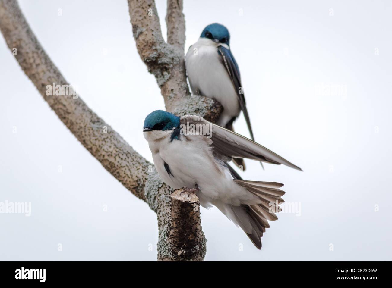Tree Swallow duo, Tachycineta bicolor, with deep blue iridescent backs ...