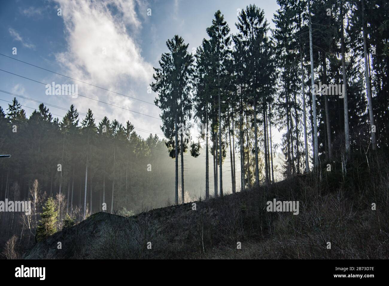 light forest under a blue sky with wintry sun Stock Photo - Alamy