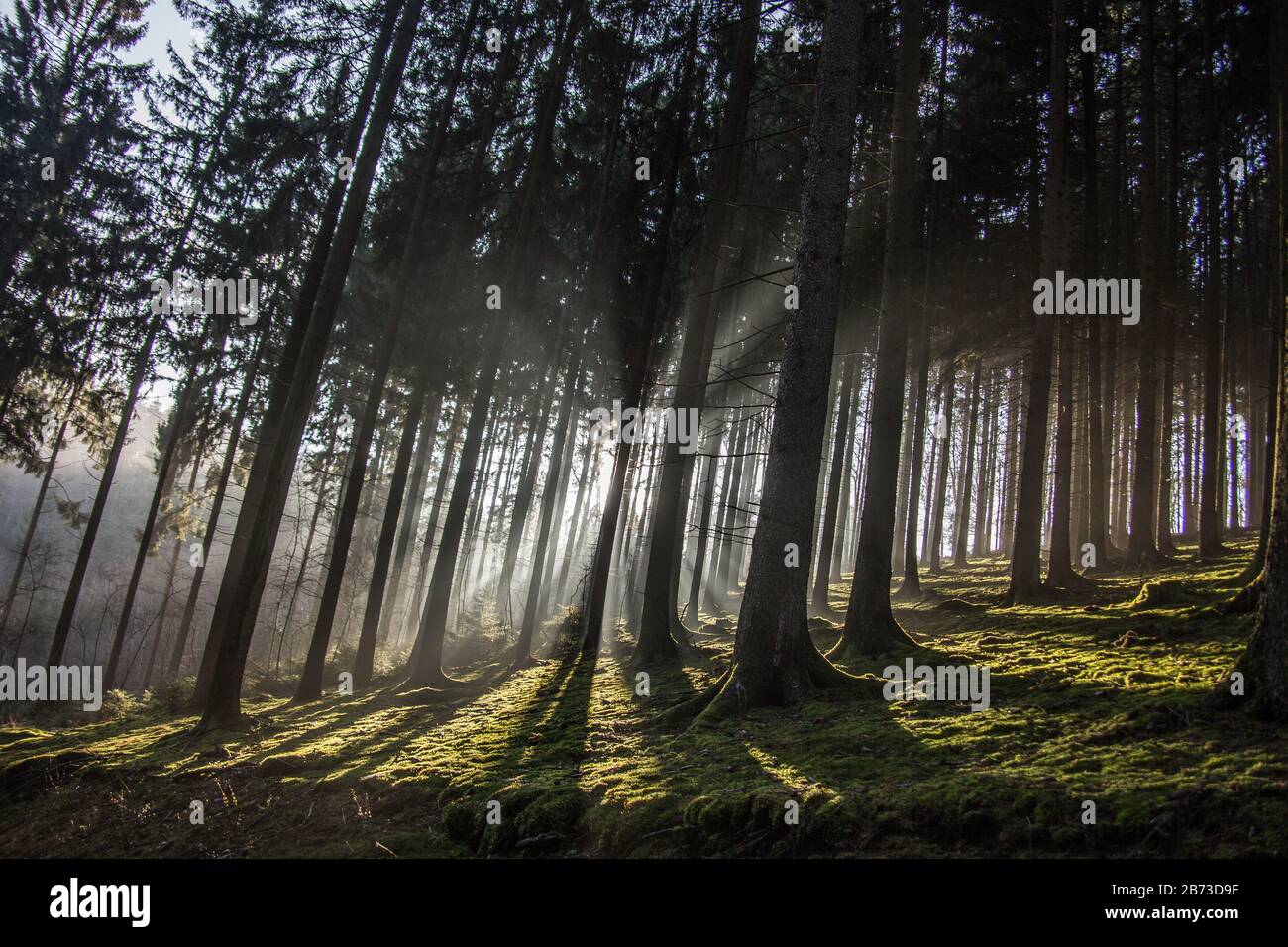 light forest under a blue sky with wintry sun Stock Photo - Alamy
