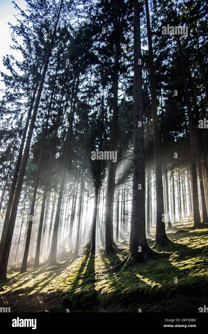 light forest under a blue sky with wintry sun Stock Photo - Alamy