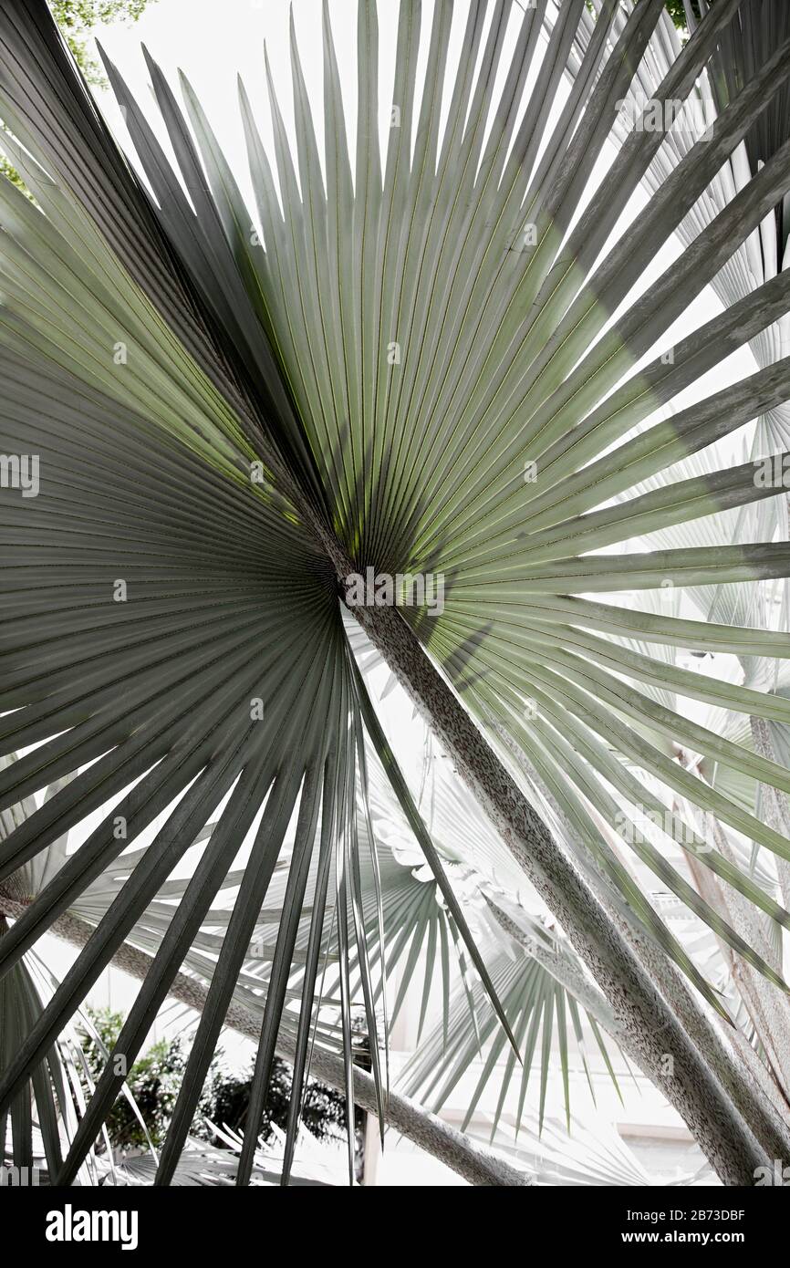 Spiky palm tree hi-res stock photography and images - Alamy