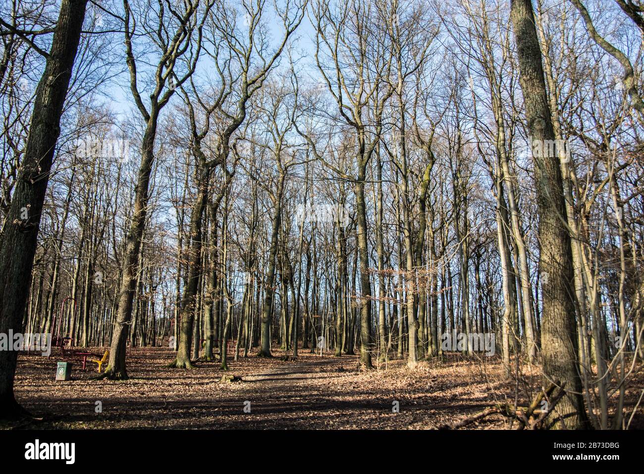 light forest under a blue sky with wintry sun Stock Photo - Alamy