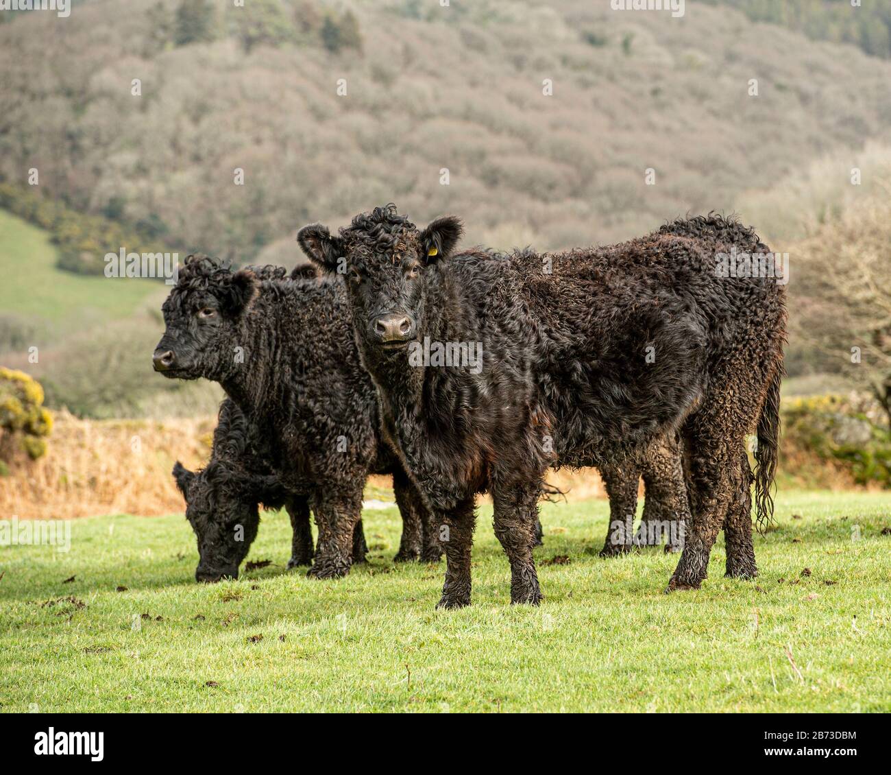 Black galloway cattle hi-res stock photography and images - Alamy