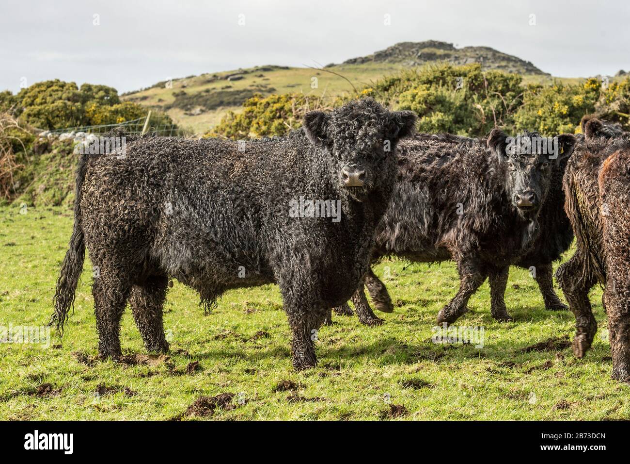 Galloway cows hi-res stock photography and images - Alamy