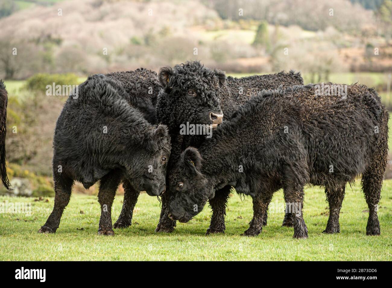 Wild galloway cattle hi-res stock photography and images - Alamy