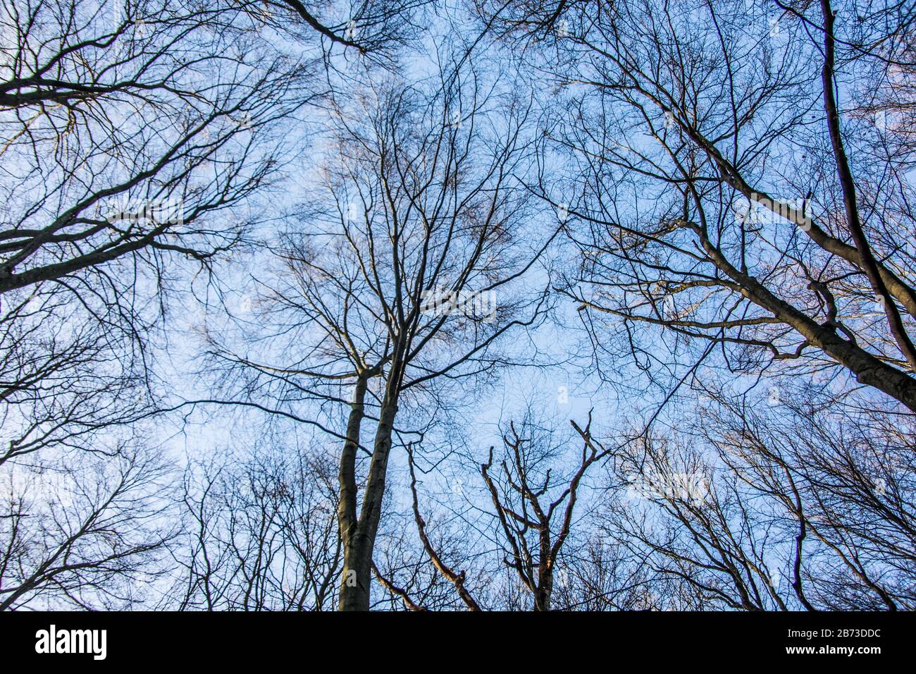 light forest under a blue sky with wintry sun Stock Photo - Alamy