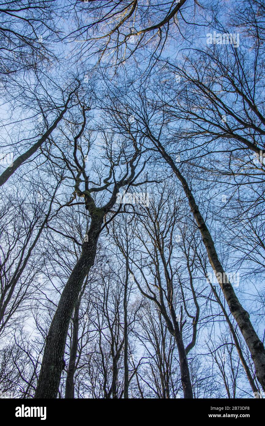 light forest under a blue sky with wintry sun Stock Photo - Alamy