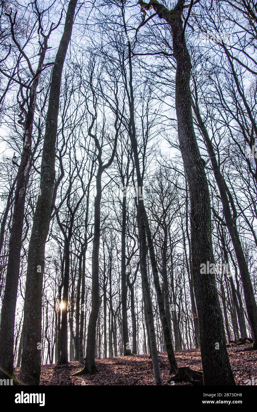 light forest under a blue sky with wintry sun Stock Photo - Alamy