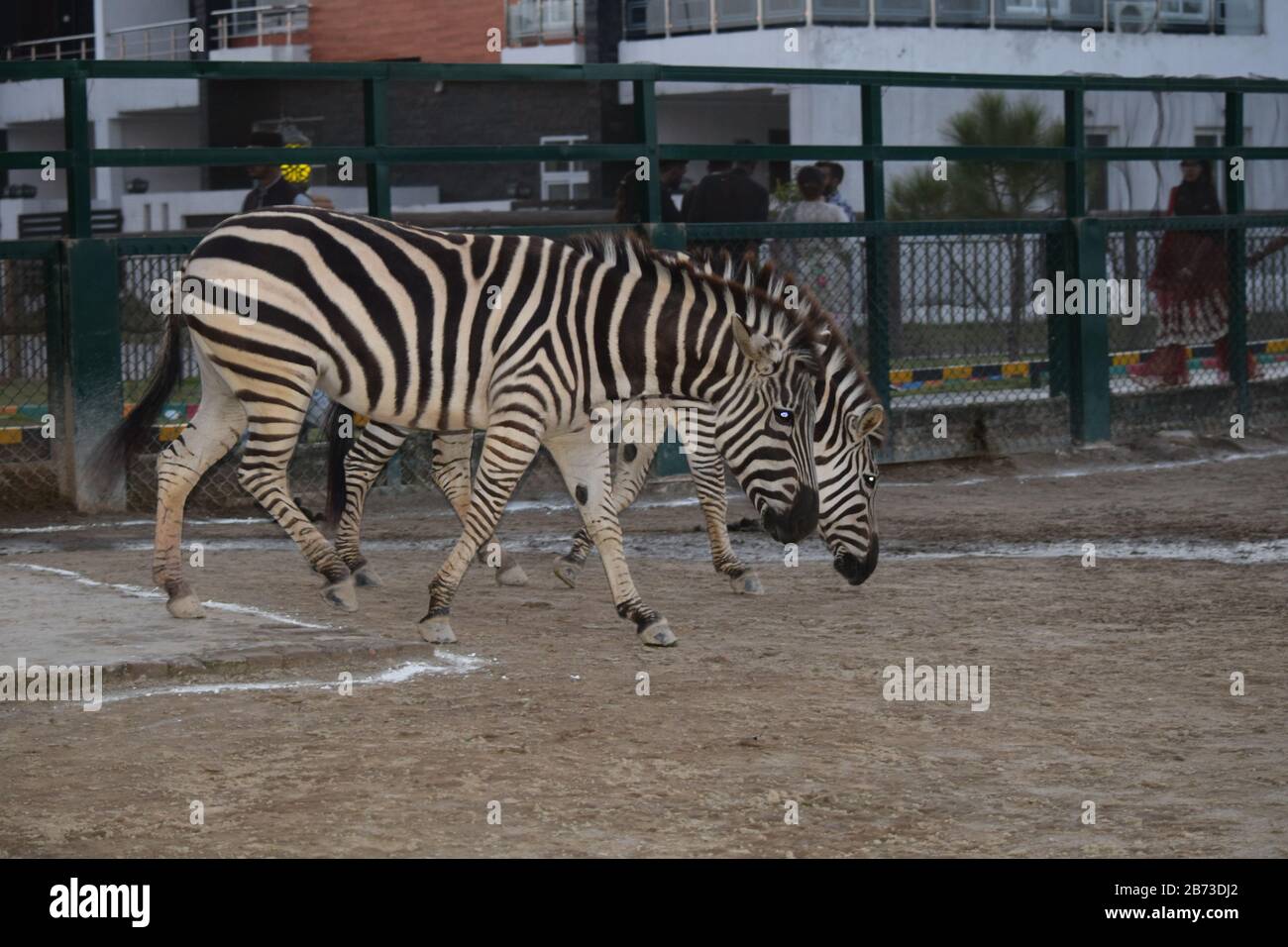 Grant's zebra zoo hi-res stock photography and images - Alamy