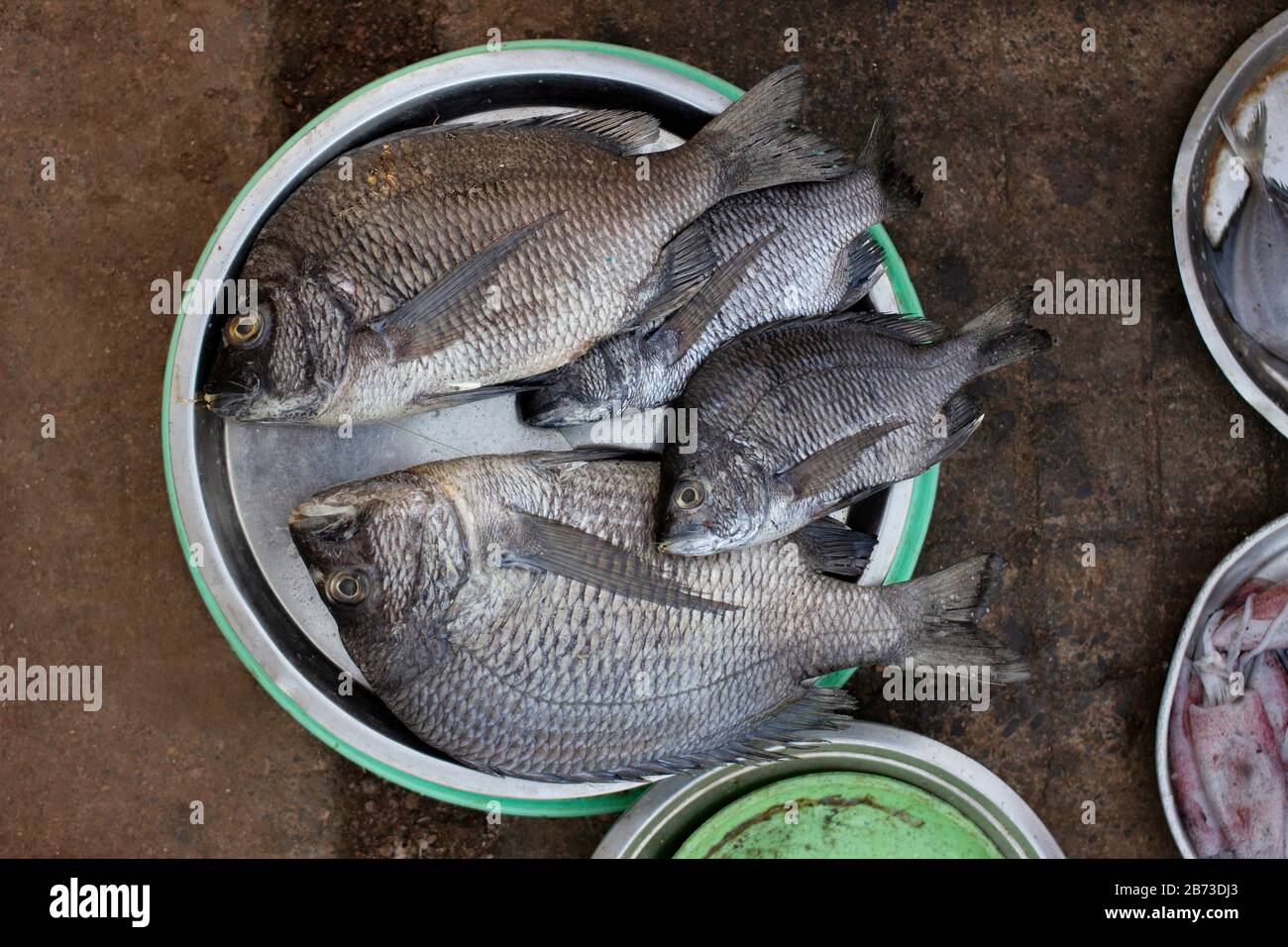 Catla catla hi-res stock photography and images - Alamy
